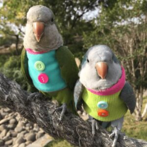 Barn Eleven Parrot Bird Supplies, Light Flying Clothes, Suitable for All Seasons Warm and Comfortable for Small Medium Large Bird Green Cheek Parrot Mynah Senegal Parrot Mini Macaw (Small,Green)