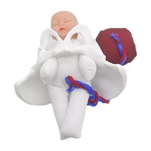 AMLESO Human Female Pelvis Model Childbirth, Mini Female Pelvis