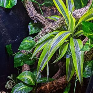 Josh's Frogs Artificial Evergreen Reptile Vine