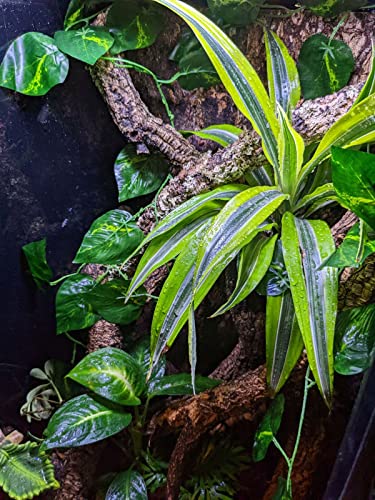 Josh's Frogs Artificial Evergreen Reptile Vine