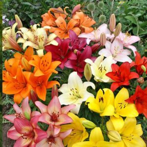 Complete Summer Flower Bulb Garden - 75 Bulbs for 50 Days of Continuous Blooms (Summer Color from July Through October) - Easy to Grow Summer Planting Bulbs by Willard & May