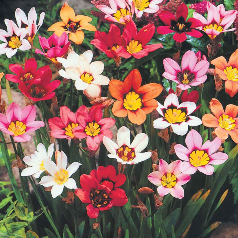 Complete Summer Flower Bulb Garden - 75 Bulbs for 50 Days of Continuous Blooms (Summer Color from July Through October) - Easy to Grow Summer Planting Bulbs by Willard & May