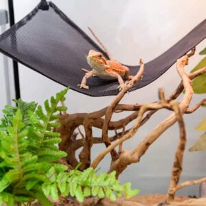 Magnoloran 4 Pack Bearded Dragon Lizard Hammock Reptile Swing Hanging Bed Lounger Breathable Mesh Hammock Habitat with Suction Cup Suitable for Iguanas, Anoles, Geckos, Snakes, Chameleon