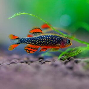 neat&tidy galaxy rasbora/celestial pearl danio small - 8 pack live freshwater aquarium fish