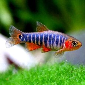 emerald dwarf rasbora - 8 pack live freshwater aquarium fish