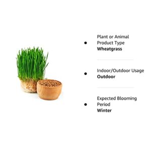 Todd's Seeds Wheatgrass Seeds; Hard Red Winter Wheat, Non-GMO, Chemical Free, High Germination (1/4 Pound)