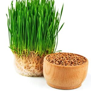 Todd's Seeds Wheatgrass Seeds; Hard Red Winter Wheat, Non-GMO, Chemical Free, High Germination (1/4 Pound)