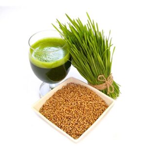 Todd's Seeds Wheatgrass Seeds; Hard Red Winter Wheat, Non-GMO, Chemical Free, High Germination (1/4 Pound)