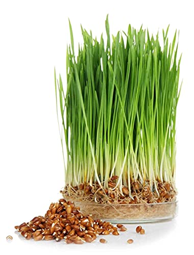 Todd's Seeds Wheatgrass Seeds; Hard Red Winter Wheat, Non-GMO, Chemical Free, High Germination (1/4 Pound)