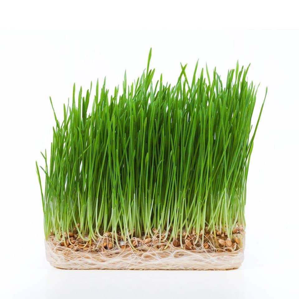 Todd's Seeds Wheatgrass Seeds; Hard Red Winter Wheat, Non-GMO, Chemical Free, High Germination (1/4 Pound)