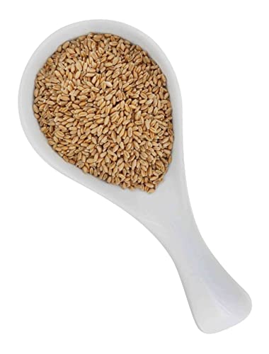 Todd's Seeds Wheatgrass Seeds; Hard Red Winter Wheat, Non-GMO, Chemical Free, High Germination (1/4 Pound)