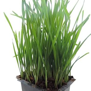 Todd's Seeds Wheatgrass Seeds; Hard Red Winter Wheat, Non-GMO, Chemical Free, High Germination (1/4 Pound)