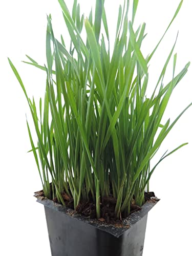 Todd's Seeds Wheatgrass Seeds; Hard Red Winter Wheat, Non-GMO, Chemical Free, High Germination (1/4 Pound)