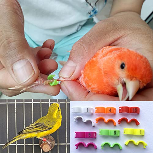 SRRPSPIGEON Bird Leg Ring 60pc 6 Color Clip Ring 3mm 4.5mm 4mm 5mm Parrot Canary Aviary Leg Band Foot Ring Open Clip Ring (5mm)