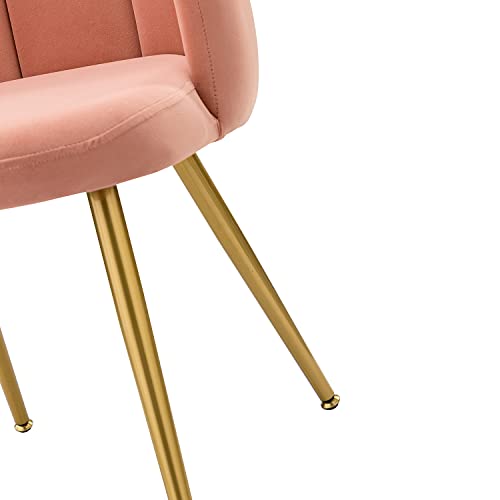 HULALA HOME Velvet Accent Chairs Modern Vanity Chairs for Makeup Room, Comfy Upholstered Dining Chairs for Living Room with Shell Back and Golden Metal Legs/Pink