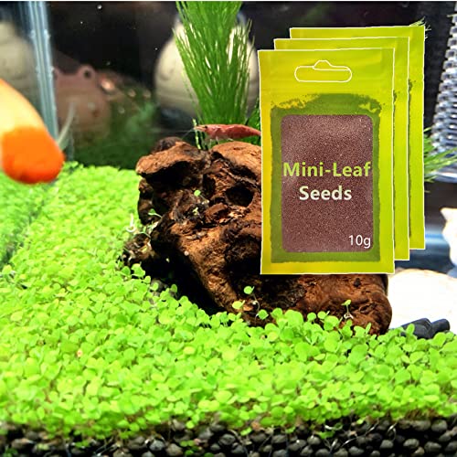 Aquarium Live Plant Seeeds, Fresh Water Grass Se EDS 1oz Mini Leaf Small Pearl for Fish Tank Terrarium Aquatic Dwarf Carpet Decor Decoration AAA