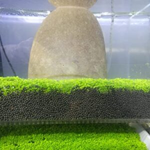 Aquarium Live Plant Seeeds, Fresh Water Grass Se EDS 1oz Mini Leaf Small Pearl for Fish Tank Terrarium Aquatic Dwarf Carpet Decor Decoration AAA