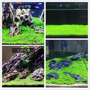 Aquarium Live Plant Seeeds, Fresh Water Grass Se EDS 1oz Mini Leaf Small Pearl for Fish Tank Terrarium Aquatic Dwarf Carpet Decor Decoration AAA