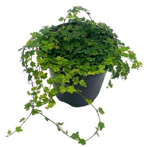 string of frogs, 4 inch, ficus pumila quercifolia, oakleaf creeping fig