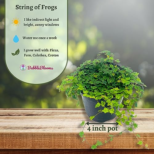 String of Frogs, 4 inch, Ficus pumila Quercifolia, Oakleaf Creeping fig