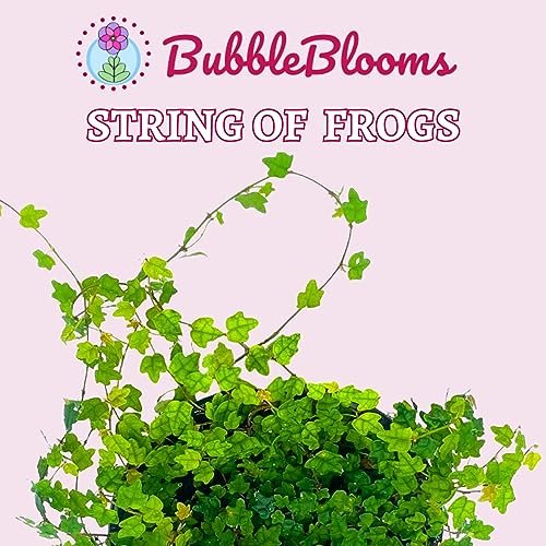 String of Frogs, 4 inch, Ficus pumila Quercifolia, Oakleaf Creeping fig