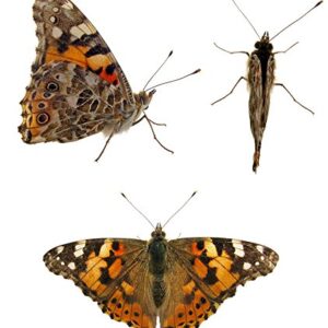 Nature Gift Store 5 Live Caterpillars Shipped Now- Butterfly Kit Refill ONLY