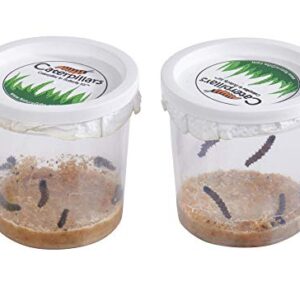 Nature Gift Store 10 Live Caterpillars Shipped Now- Butterfly Kit Refill ONLY