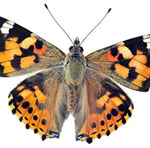 10 Live Caterpillars to Grow Painted Lady Butterflies Kit - Ready to Ship Now