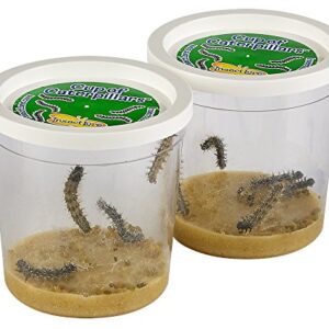 Two Cups of Caterpillars and Butterfly Figurines - Life Science & STEM Education - Butterfly Kit Refill - Painted Lady Butterflies - Butterfly Lifecycle Observation