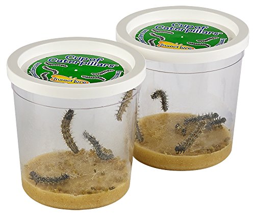 Two Cups of Caterpillars and Butterfly Figurines - Life Science & STEM Education - Butterfly Kit Refill - Painted Lady Butterflies - Butterfly Lifecycle Observation