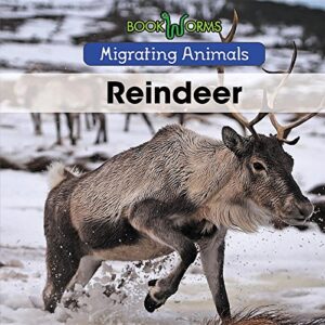 reindeer (migrating animals)