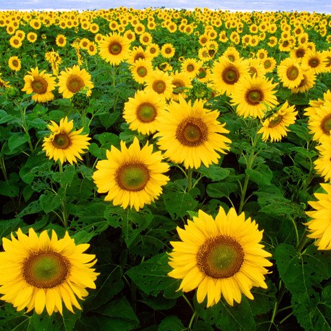 Black Oil Sunflower Seed Bombs - Bulk Seed Balls for Seed Bombing (Helianthus annuus) (20)