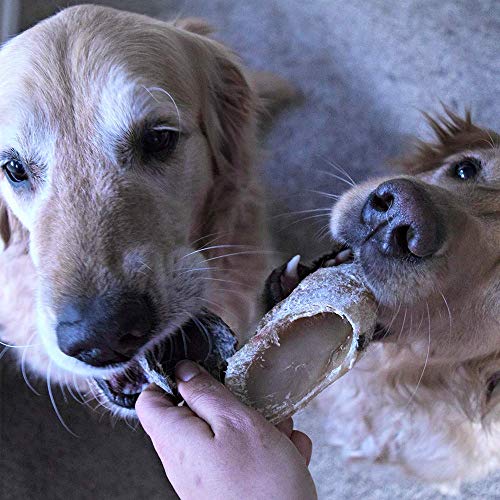 Full-Size Cow Hooves for Dogs | All-Natural Long Lasting Dog Chews | Made from Grass Fed Cattle | Tasty Treat for Oral Hygiene | Fantastic Alternative for Rawhide and Bully Sticks (10 Pack)