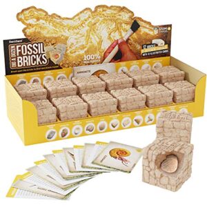 dig a dozen fossil bricks - break open 12 bricks and discover 12 unique real fossils - archaeology science stem gift