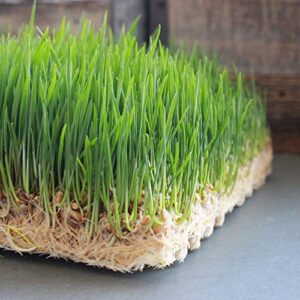 Pro Micro Jute Microgreens Grow Mats by Handy Pantry - 10x20 Inches for 1020 Growing Trays - Pack of 10 Pads - Hydroponic Grow Media for Micro Greens & Wheatgrass