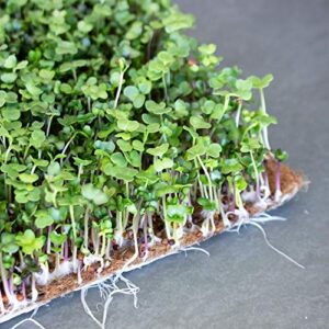 Pro Micro Jute Microgreens Grow Mats by Handy Pantry - 10x20 Inches for 1020 Growing Trays - Pack of 10 Pads - Hydroponic Grow Media for Micro Greens & Wheatgrass