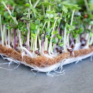 Pro Micro Jute Microgreens Grow Mats by Handy Pantry - 10x20 Inches for 1020 Growing Trays - Pack of 10 Pads - Hydroponic Grow Media for Micro Greens & Wheatgrass