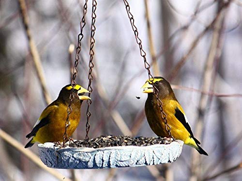 prdseed Black Oil Sunflower Seeds for Birds - Premium Bird Seed Mix, Ideal for Chickens & Wild Birds, Bird Sunflower Seed (40lbs)