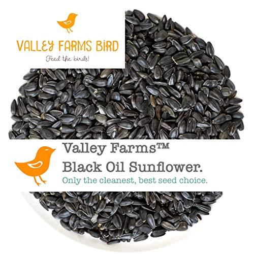 Valley Farms Black Oil Sunflower Seed Wild Bird Food (10 LBS)