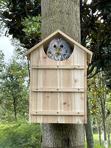 Sundia Screech Saw Whet Owl Kestrel Flicker Barn Large Big Bird Nesting Wooden Box Resident Habitant House (D100)