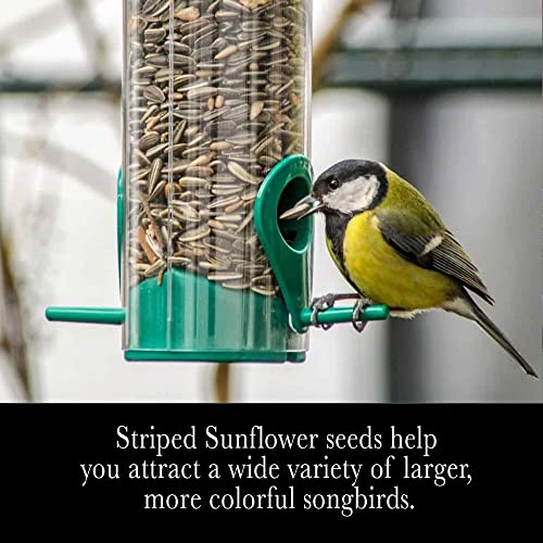 Desert Valley Premium Striped Sunflower Seeds - Wild Bird - Wildlife Food, Cardinals, Squirrels, Jays & More (5-Pounds)