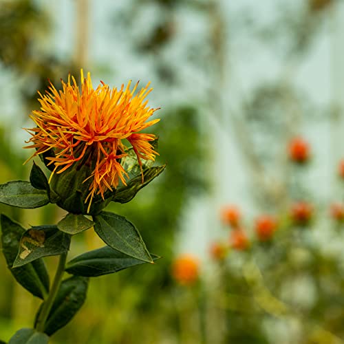 MagJo Naturals Safflower Seeds for Wild Birds (8 lbs) Whole Seeds, USA Farm Direct, Wild Bird Food, Safflower Seed, Safflower Bird Seed, Bird Seed for Weddings