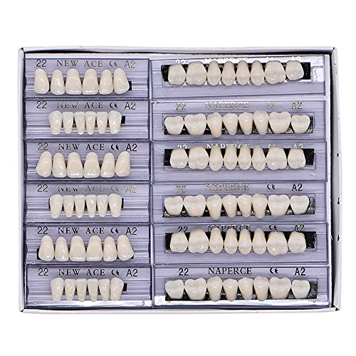 168 Pcs Dental Synthetic Resin Tooth Denture 6 Sets False Teeth 22 A2 Upper Lower Shade Dental for Halloween Horror Teeth (22 A2)