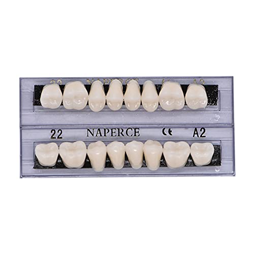 168 Pcs Dental Synthetic Resin Tooth Denture 6 Sets False Teeth 22 A2 Upper Lower Shade Dental for Halloween Horror Teeth (22 A2)