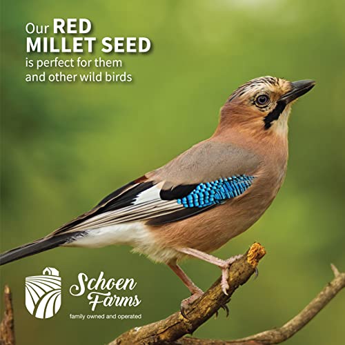 Red Millet (5 LBS) Cardinals, Chickadees, Nuthatches, Woodpeckers and Songbirds