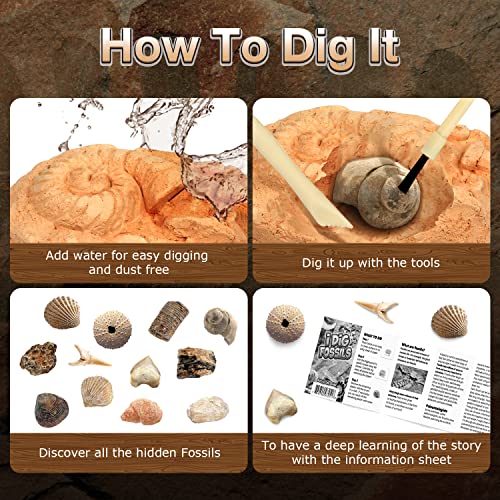 Byncceh Fossil Dig Kit - Educational STEM Science Toys for Kids Ages 6+ - Dig Up 12 Real Fossils & Dinosaur Bones - Digging Activities Kits - Paleontology, Discovery Gifts for Boys & Girls