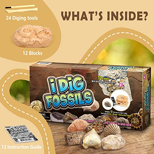 Byncceh Fossil Dig Kit - Educational STEM Science Toys for Kids Ages 6+ - Dig Up 12 Real Fossils & Dinosaur Bones - Digging Activities Kits - Paleontology, Discovery Gifts for Boys & Girls