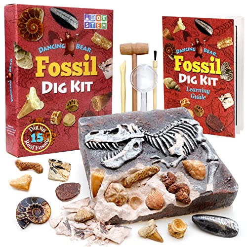 DANCING BEAR Fossil Dig Kit, Excavate 15 Prehistoric Fossils Including Real Dinosaur Bones and Shark Teeth, Paleontology STEM Education for Kids, Fun Science Activity Gift Sets for Girls and Boys