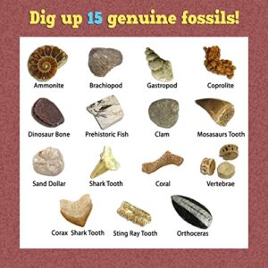 DANCING BEAR Fossil Dig Kit, Excavate 15 Prehistoric Fossils Including Real Dinosaur Bones and Shark Teeth, Paleontology STEM Education for Kids, Fun Science Activity Gift Sets for Girls and Boys