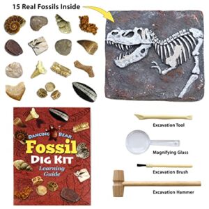 DANCING BEAR Fossil Dig Kit, Excavate 15 Prehistoric Fossils Including Real Dinosaur Bones and Shark Teeth, Paleontology STEM Education for Kids, Fun Science Activity Gift Sets for Girls and Boys